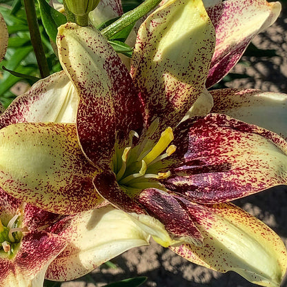 Lilium 'Easy Spot' | Lily – Gardeners Dream