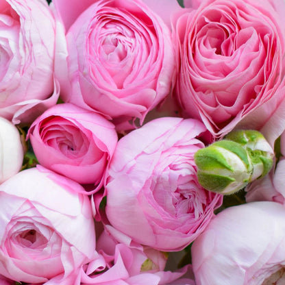 Ranunculus 'Candy Pink' | Ranunculus Corms – Gardeners Dream