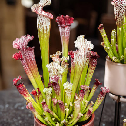 Carnivorous House Plant Mix | Mixed Varieties – Gardeners Dream