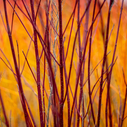 Cornus 'Baton Rouge' | Dogwood – Gardeners Dream