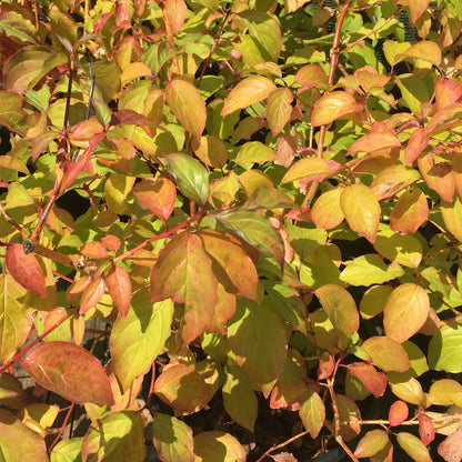 Cornus 'Winter Beauty' | Dogwood – Gardeners Dream