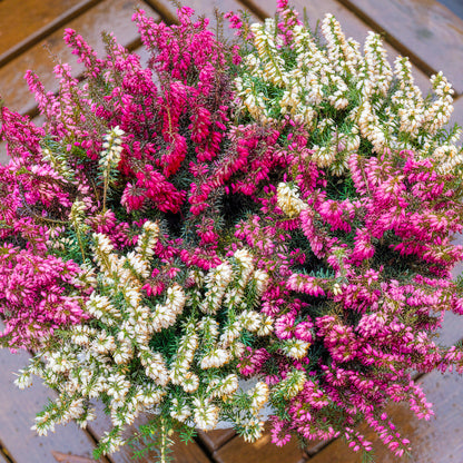 Erica 'Winter Ladies' Heather Mix | Winter Heather – Gardeners Dream