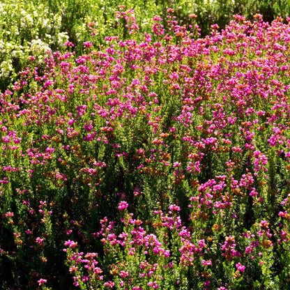 Erica 'Winter Ladies Red' Heather | Winter Heather – Gardeners Dream