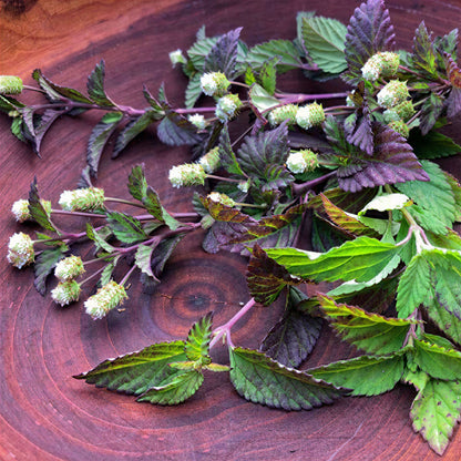 Aztec Sweet Herb Plants | Phyla dulcis – Gardeners Dream