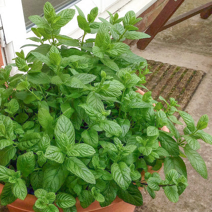 Mint Eau-de-Cologne Herbs | Mentha x piperita f. citrata – Gardeners Dream