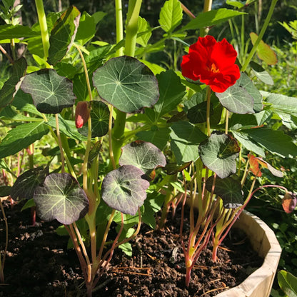 Nasturtium Blue Pepe Herb Plants | Tropaeolum majus – Gardeners Dream
