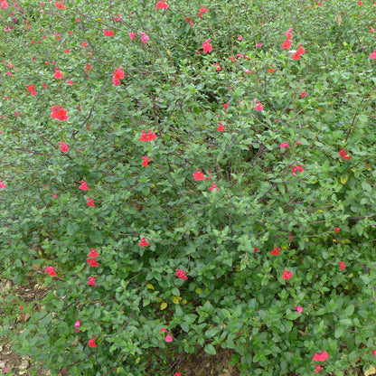 Sage Blackcurrant Herb Plants | Salvia microphylla – Gardeners Dream