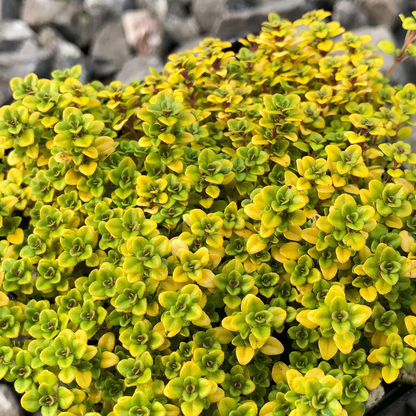 Thyme Archers Gold Herb Plants | Thymus 'Archers Gold' – Gardeners Dream