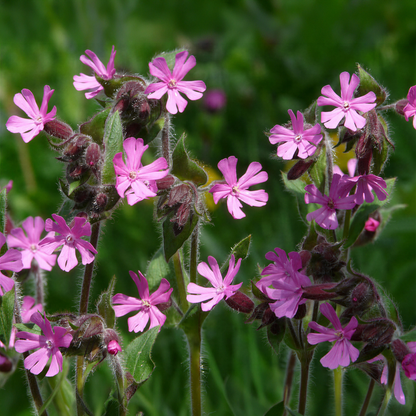 Thyme Caborn Wine & Roses Herb Plants | Thymus – Gardeners Dream