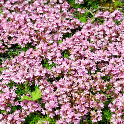 Thyme Pink Ripple Herb Plants | Thymus 'Pink Ripple' – Gardeners Dream