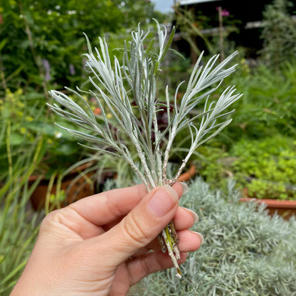 Curry Plant Herb Plants | Helichrysum italicum – Gardeners Dream