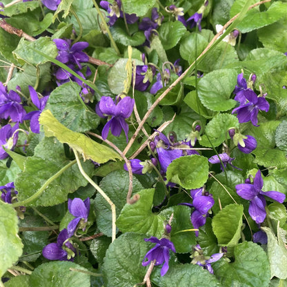 Sweet Violet Herb Plants | Viola odorata – Gardeners Dream