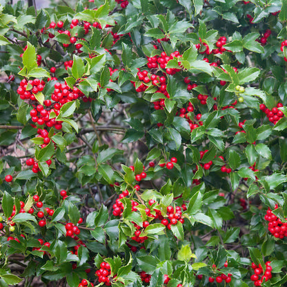 Ilex 'Blue Princess' | Holly – Gardeners Dream