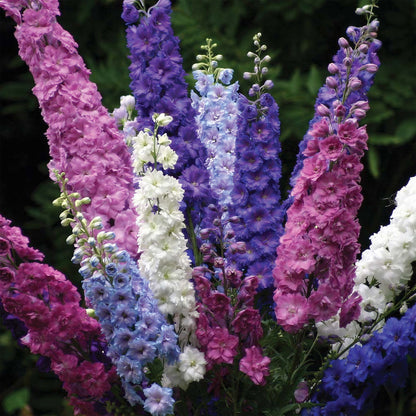 Larkspur 'Giant Imperial Mix' | Summer Flowering Blooms – Gardeners Dream