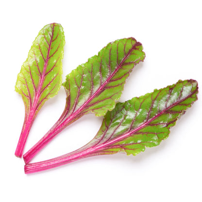 Leaf Beet 'Swiss Chard' | Grow Your Own Vegetables – Gardeners Dream