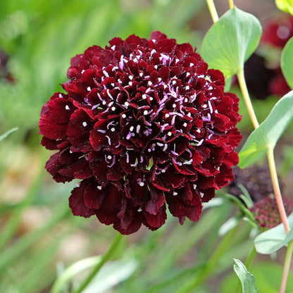 Scabiosa 'Black Knight' | Sweet Scabious Flower Seeds – Gardeners Dream