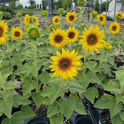 Sunflower 'Pacino Gold' Seeds | Cheery Garden Flowers – Gardeners Dream