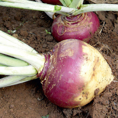 Swede 'Tweed' F1 Vegetable Seeds | Reliable Purple Top Swede ...