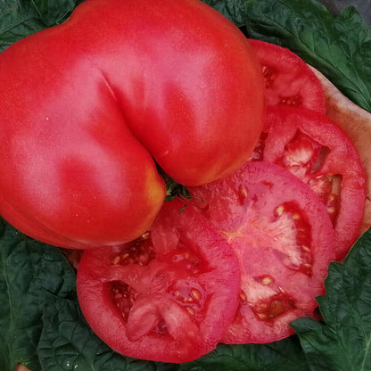 Tomato 'Gigantomo' F1 Seeds | Easy to Grow Tasty Tomatoes – Gardeners Dream