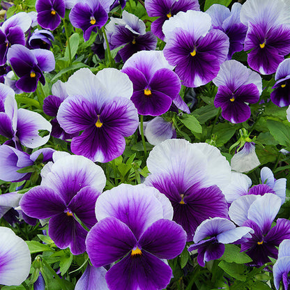 Winter Flowering Viola Beaconsfield | Horned Violet – Gardeners Dream