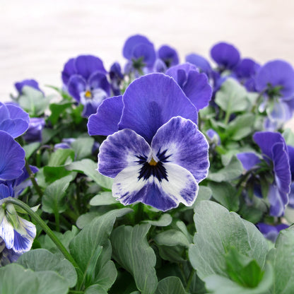 Winter Flowering Viola Delft Blue | Horned Violet – Gardeners Dream