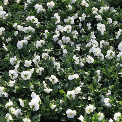 Winter Flowering Viola Rocky White | Horned Violet – Gardeners Dream