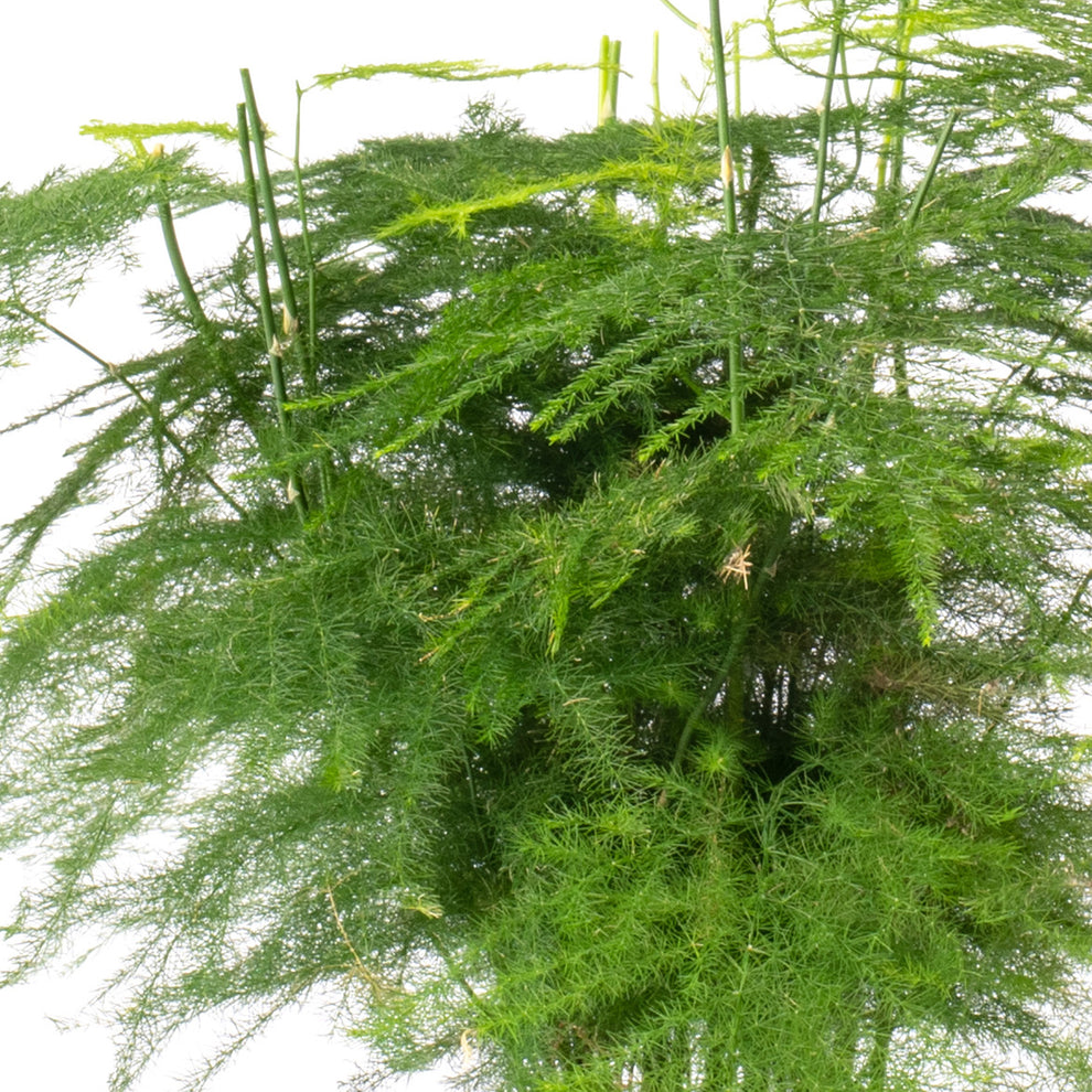 Asparagus Fern | Asparagus setaceus 'Plumosus' – Gardeners Dream