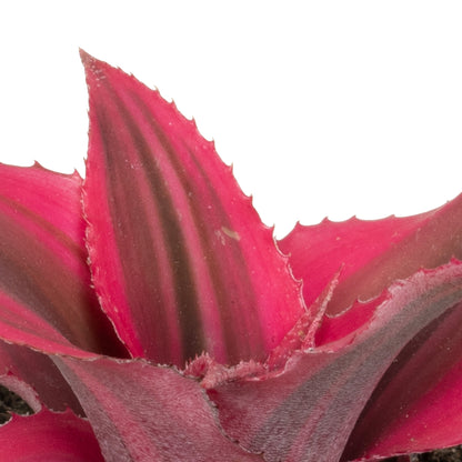 Baby Cryptanthus 'Ruby Star' | Earth Star Plant – Gardeners Dream