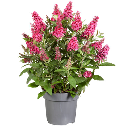 Buddleia 'Candy Little Ruby' | Butterfly Bush – Gardeners Dream