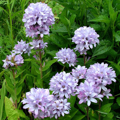 Campanula 'Caroline' | Clustered Bellflower – Gardeners Dream
