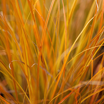 Carex testacea | Orange New Zealand Sedge – Gardeners Dream