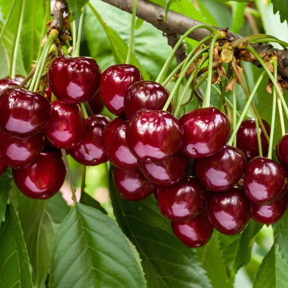 Cherry Duo | Cherry Tree – Gardeners Dream