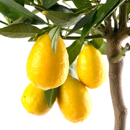 Limequat Tree | Limequat Tree – Gardeners Dream