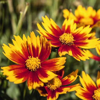Coreopsis 'Little Bang Daybreak' | Tickseed – Gardeners Dream