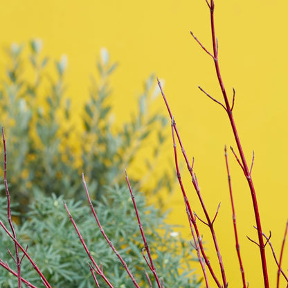 Cornus 'Miracle' | Dogwood – Gardeners Dream