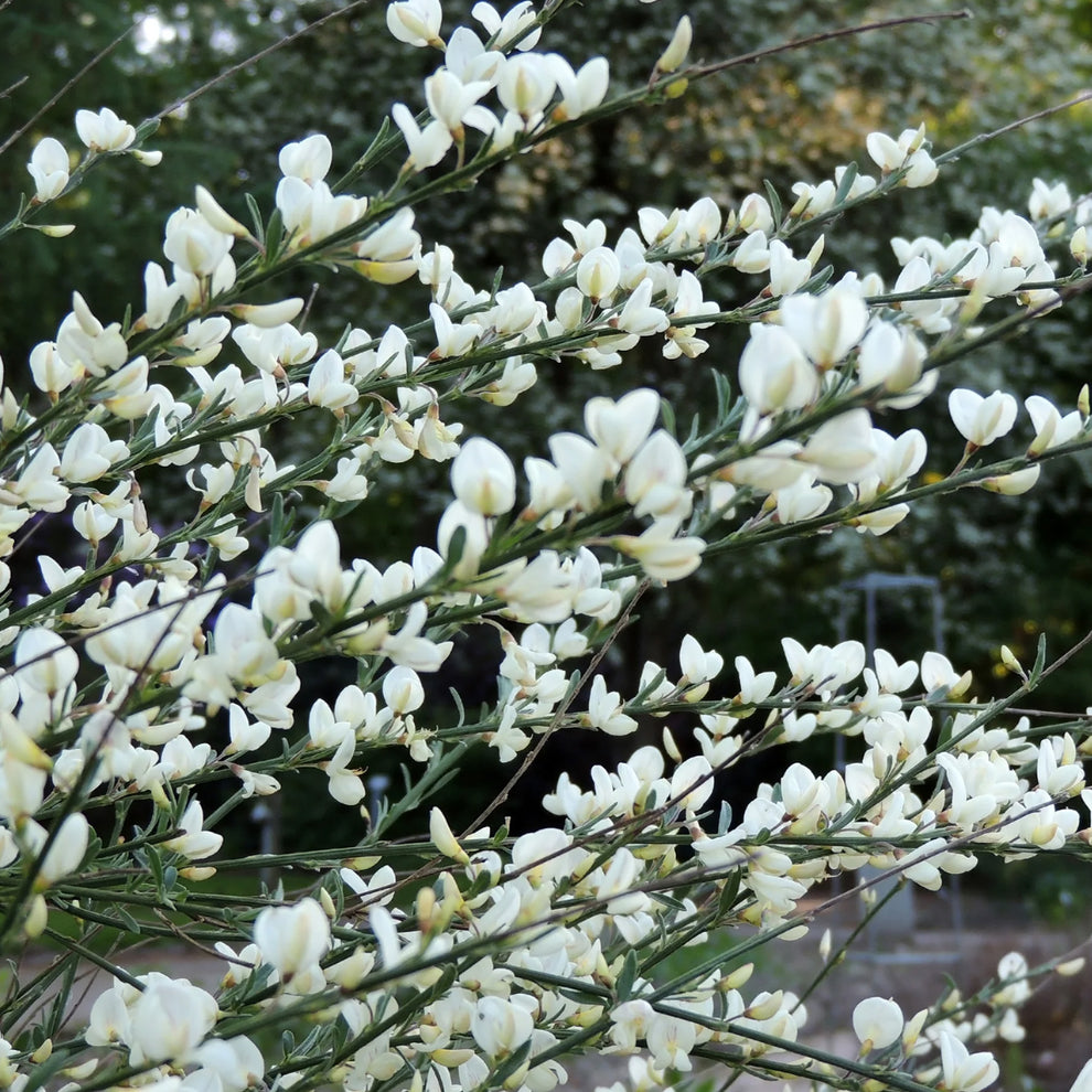 Cytisus 'White Lion' | Broom Plant – Gardeners Dream