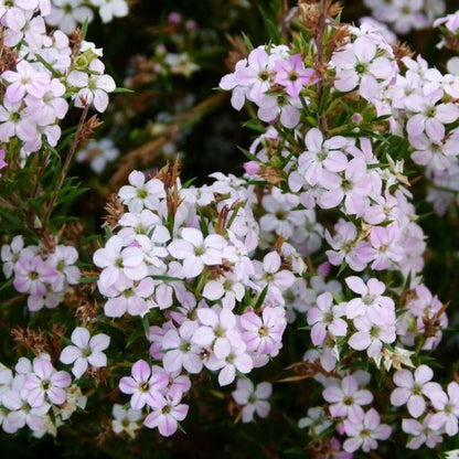 Diosma 'Pink Fountain' | Confetti Bush – Gardeners Dream
