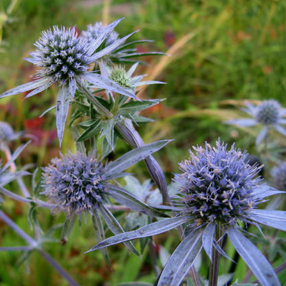Eryngium 'Grumpy' | Sea Holly – Gardeners Dream