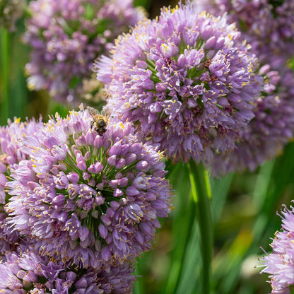 Allium 'Bubble Bath' | Ornamental Onions – Gardeners Dream