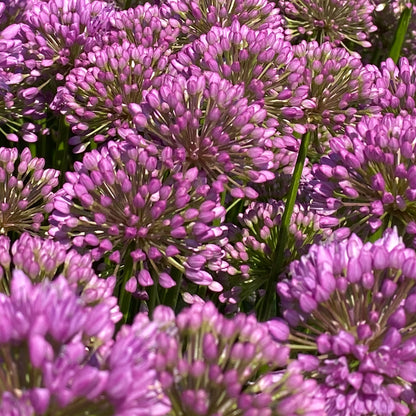 Allium 'Millenium' | Ornamental Onions – Gardeners Dream