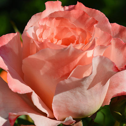 Rosa 'Fragrant Delight' | Bush Rose – Gardeners Dream