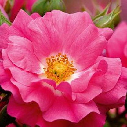 Rosa 'Rosy Cheeks' | Bush Rose – Gardeners Dream