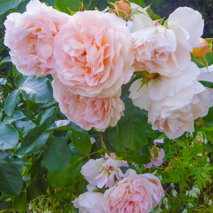 Rosa 'The Wren' | Bush Rose – Gardeners Dream