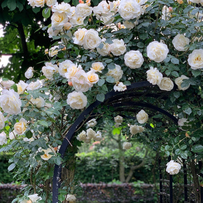 Rosa 'Snow Princess' | Climbing Rose – Gardeners Dream