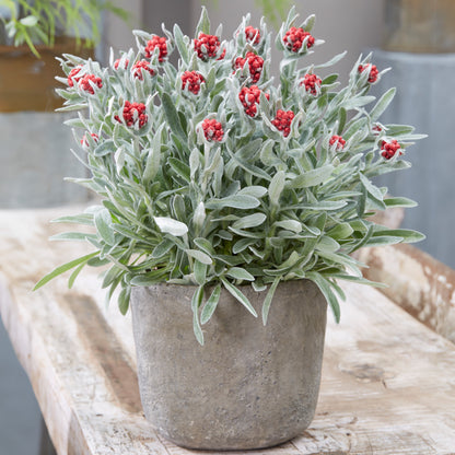 Helichrysum 'Red Jewel' | Strawflower – Gardeners Dream