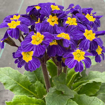 Primula 'Oakleaf Blue' | Oakleaf Primrose – Gardeners Dream