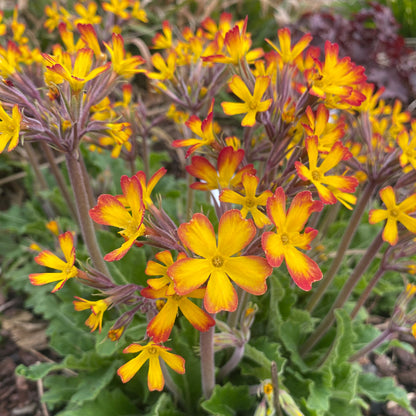Primula 'Oakleaf Yellow Picotee' | Oakleaf Primrose – Gardeners Dream