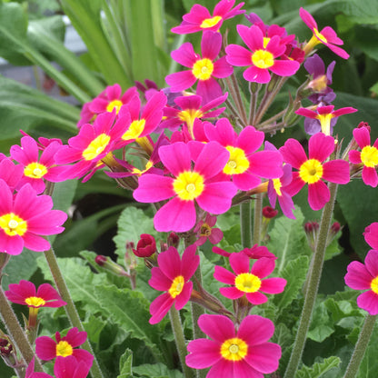 Primula 'Oakleaf Magenta' | Oakleaf Primrose – Gardeners Dream