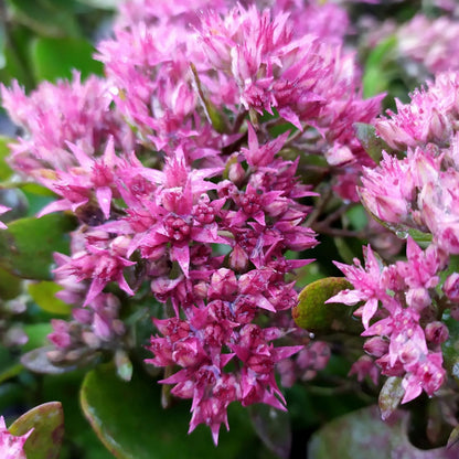 Sedum 'Superstar' | Stonecrop – Gardeners Dream