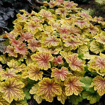 Heuchera 'Red Lightning' | Coral Bells – Gardeners Dream